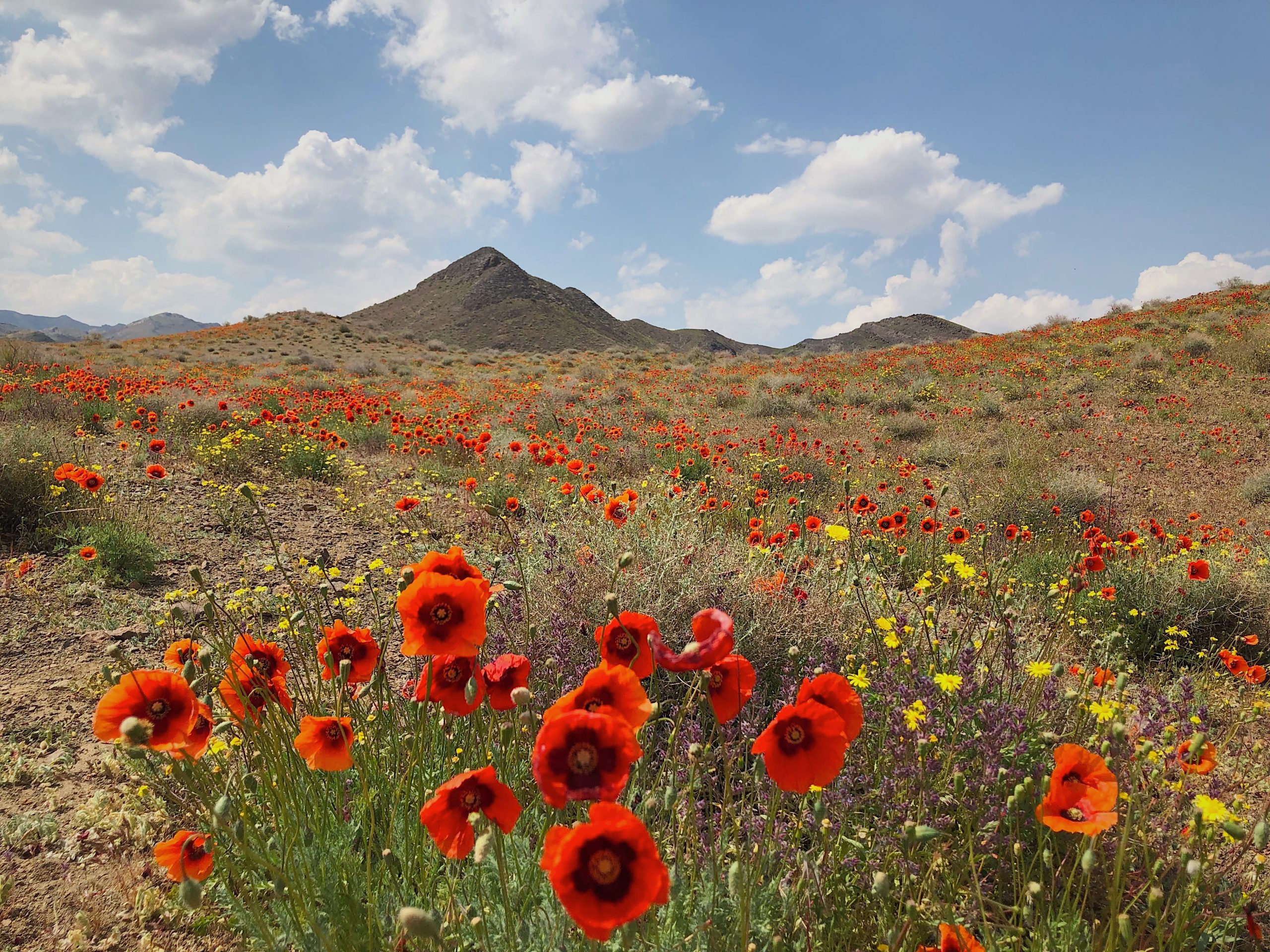 20DDCCA2-9066-4483-AE6F-18AB5B40295E - Ajam Media Collective